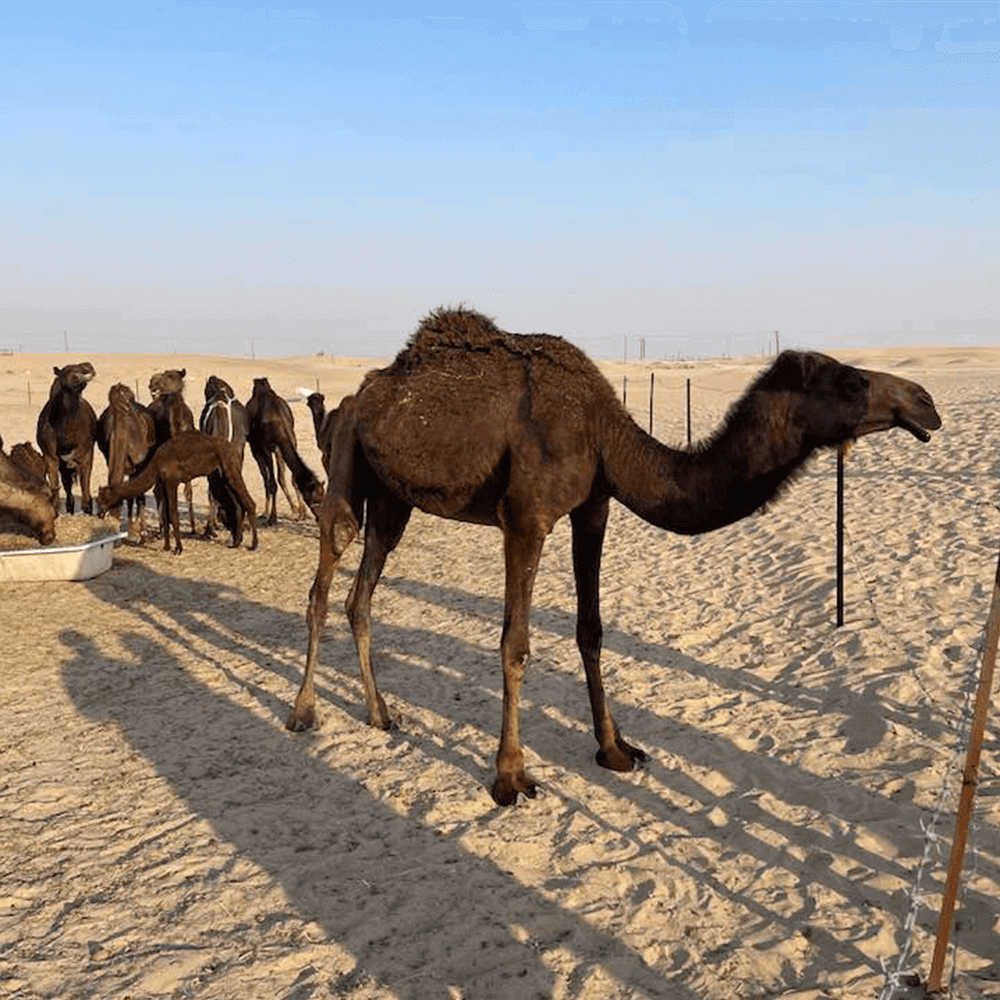 Ταξίδι ανταμοιβής συνεργατών της Hellas Direct στο Abu Dhabi